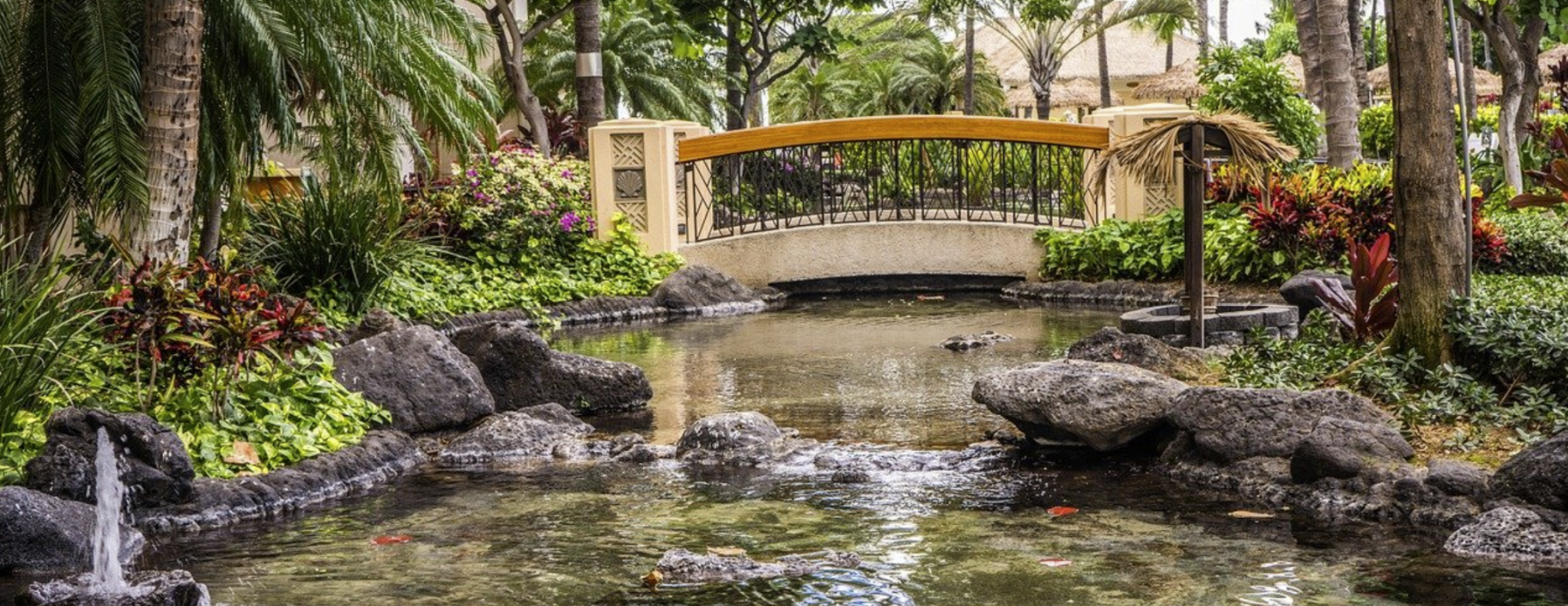 Ozone for Koi Ponds – Oxidation Technologies News
