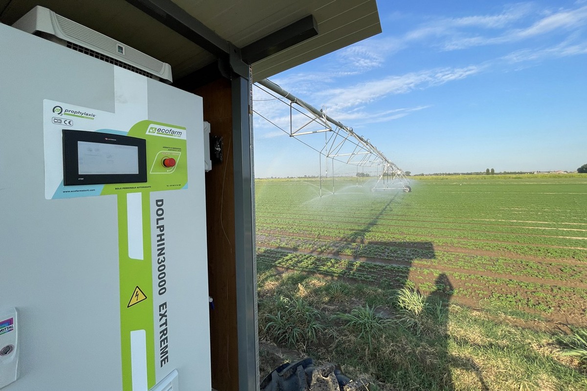 How Irrigation Ozone Treatment Can Protect Basil – Oxidation ...