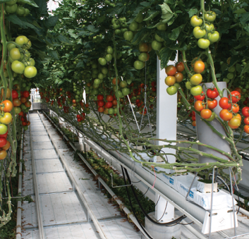 A Look at Ozone in Hydroponics Applications: A Case Study of Improved ...