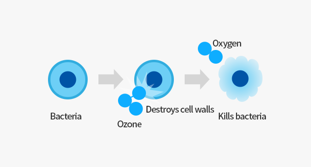 Exploring the Bactericidal Potential of Low-Dose Gaseous Ozone Against ...