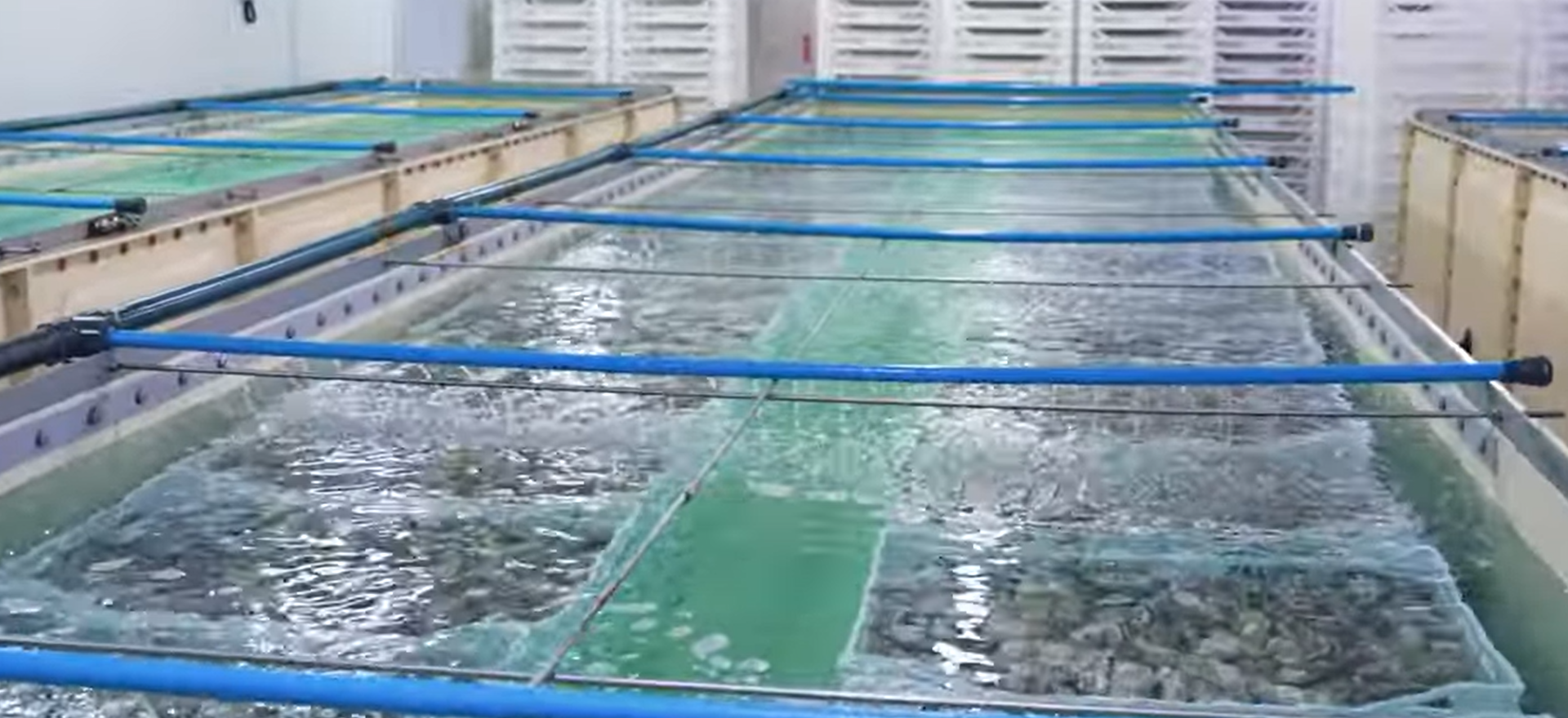Ozone equipment manufacturer and ozone system integrators Shellfish ...